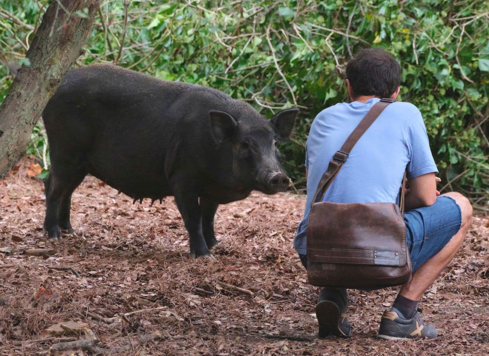 Barcelona's Reversible Pigs | ROOTLING